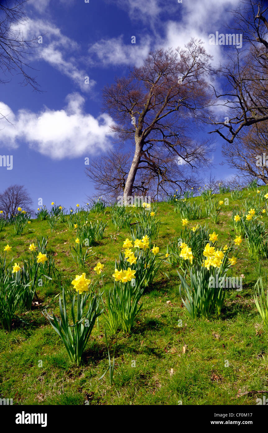 Photograph of spring time flowers Stock Photo - Alamy
