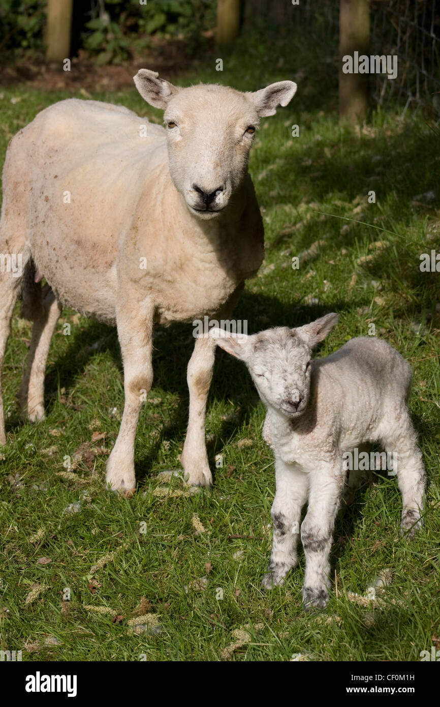 Portrait ewe lamb standing hi-res stock photography and images - Alamy