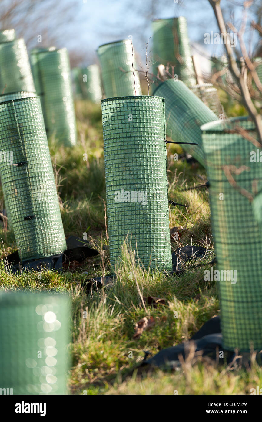 Oak tree germinating hi-res stock photography and images - Alamy