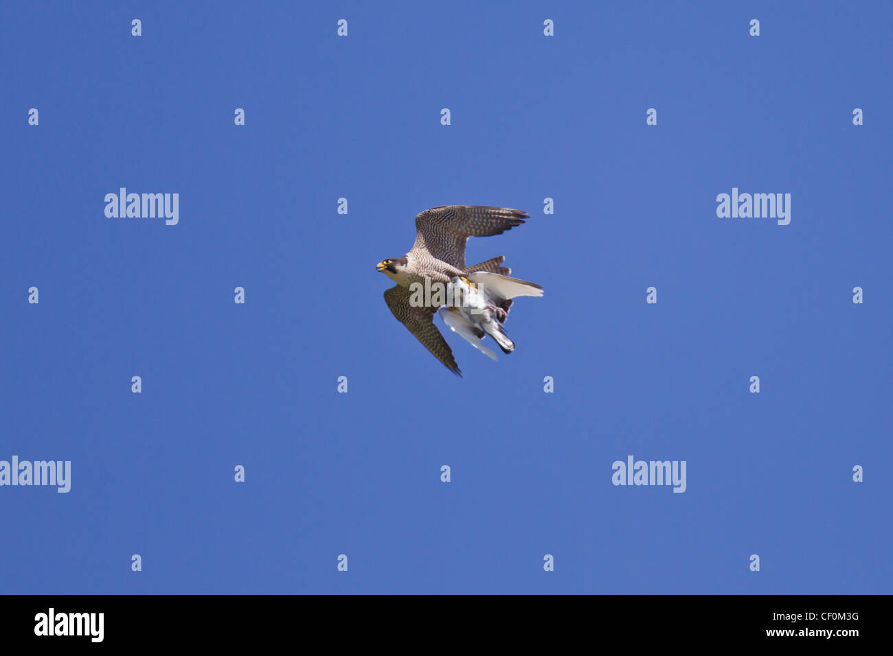Wanderfalke, Falco peregrinus, peregrine falcon Stock Photo - Alamy