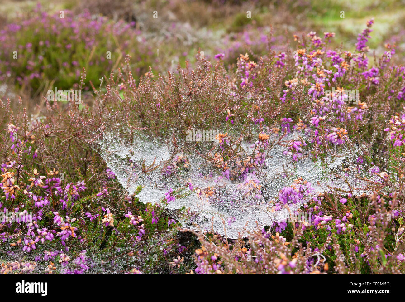 Heavy dew and rain droplets hanging in a spiders web in heather on ...