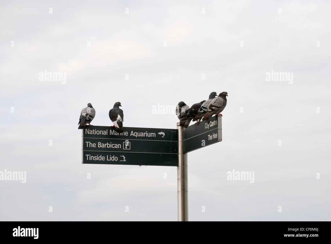 Pigeons sign hi-res stock photography and images - Alamy