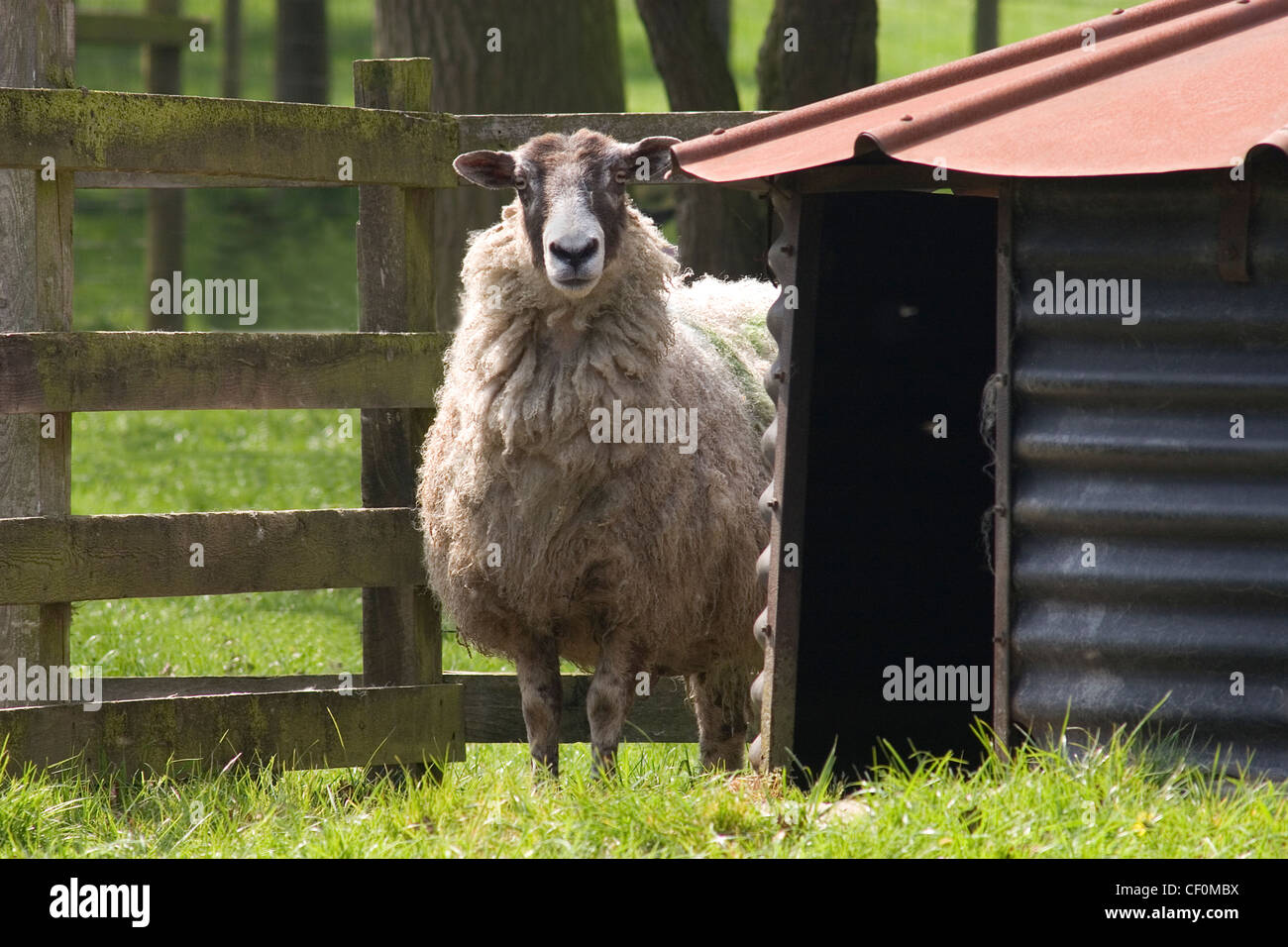 mule Swaledale cross ewe outside tin shelter on farm Stock Photo - Alamy