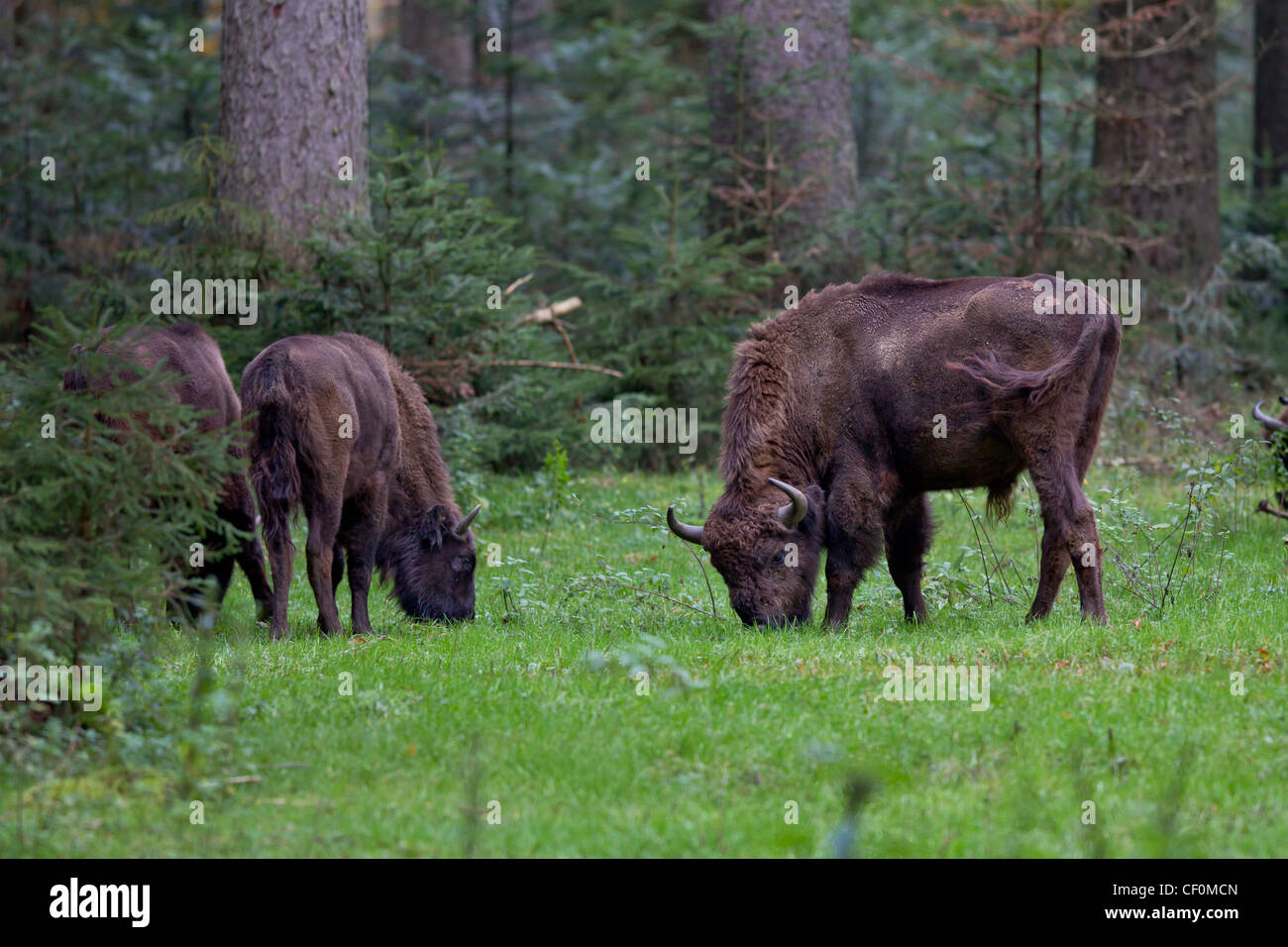 Wisent, Bos bonasus, syn. Bison bonasus, European bison Stock Photo - Alamy