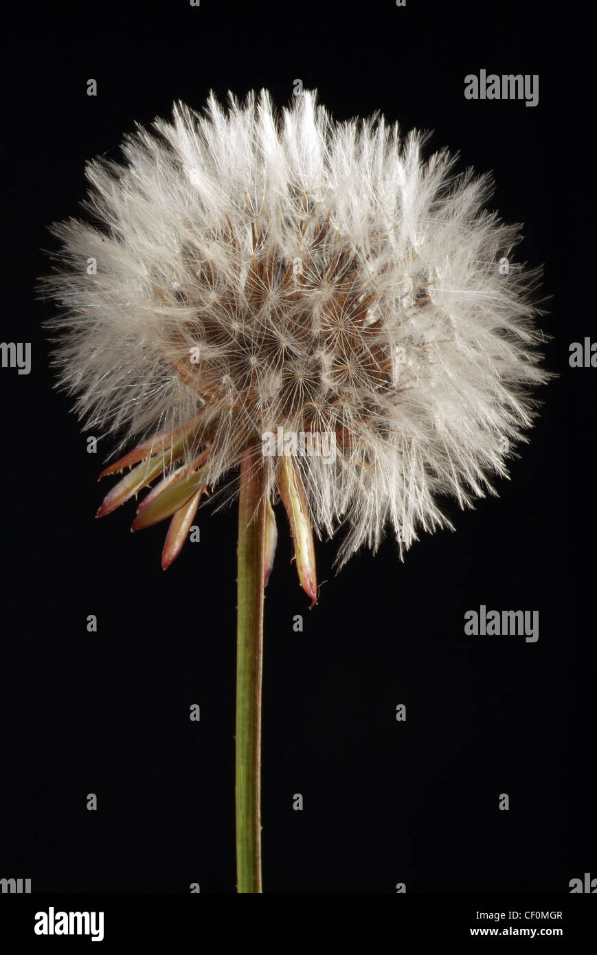 Dandy lion hi-res stock photography and images - Alamy