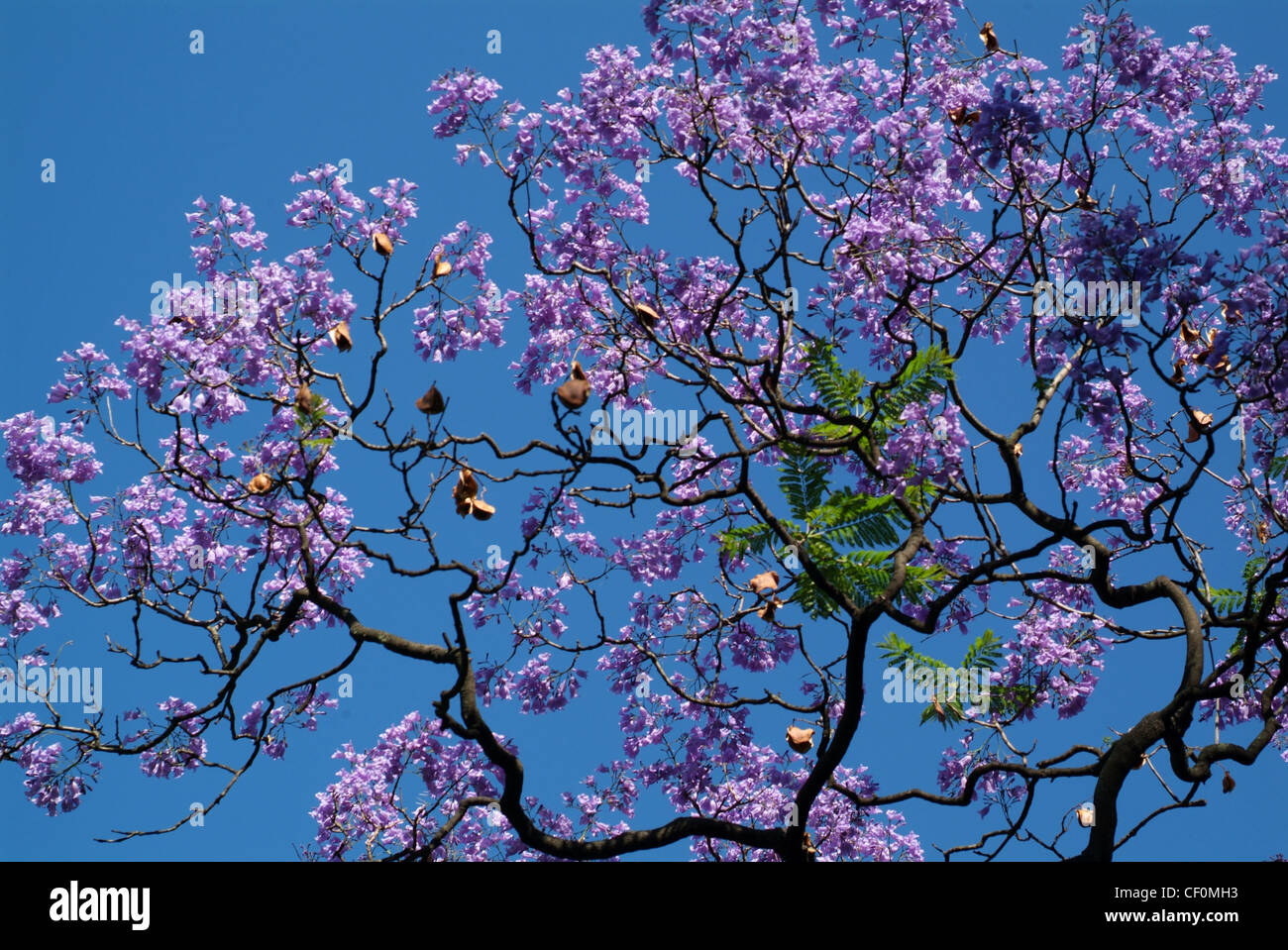 Jacaranda mimosifolia hi-res stock photography and images - Alamy