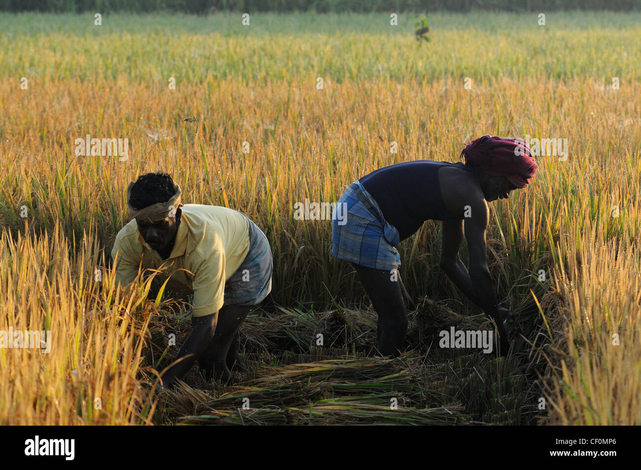 Cutting paddy hi-res stock photography and images - Alamy