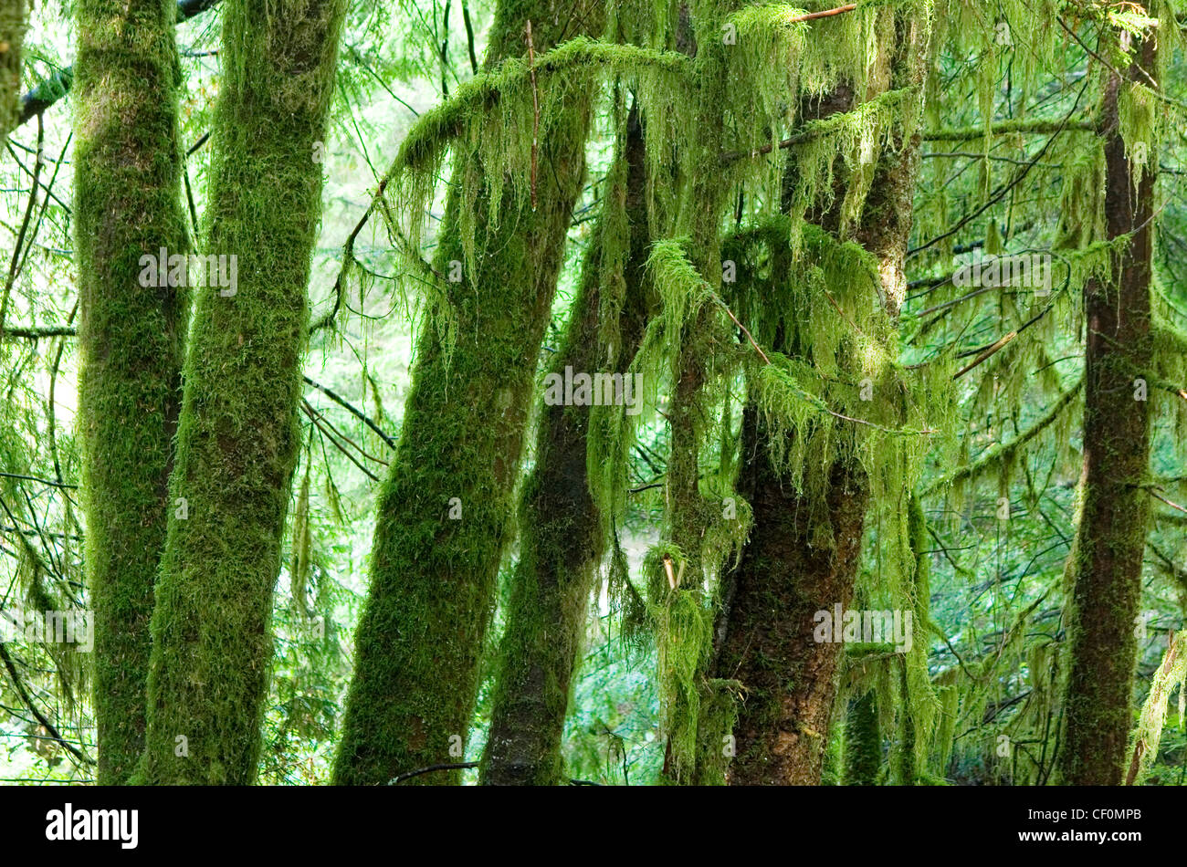 Closeup of moss on trees in temperate rain forest, coastal British ...