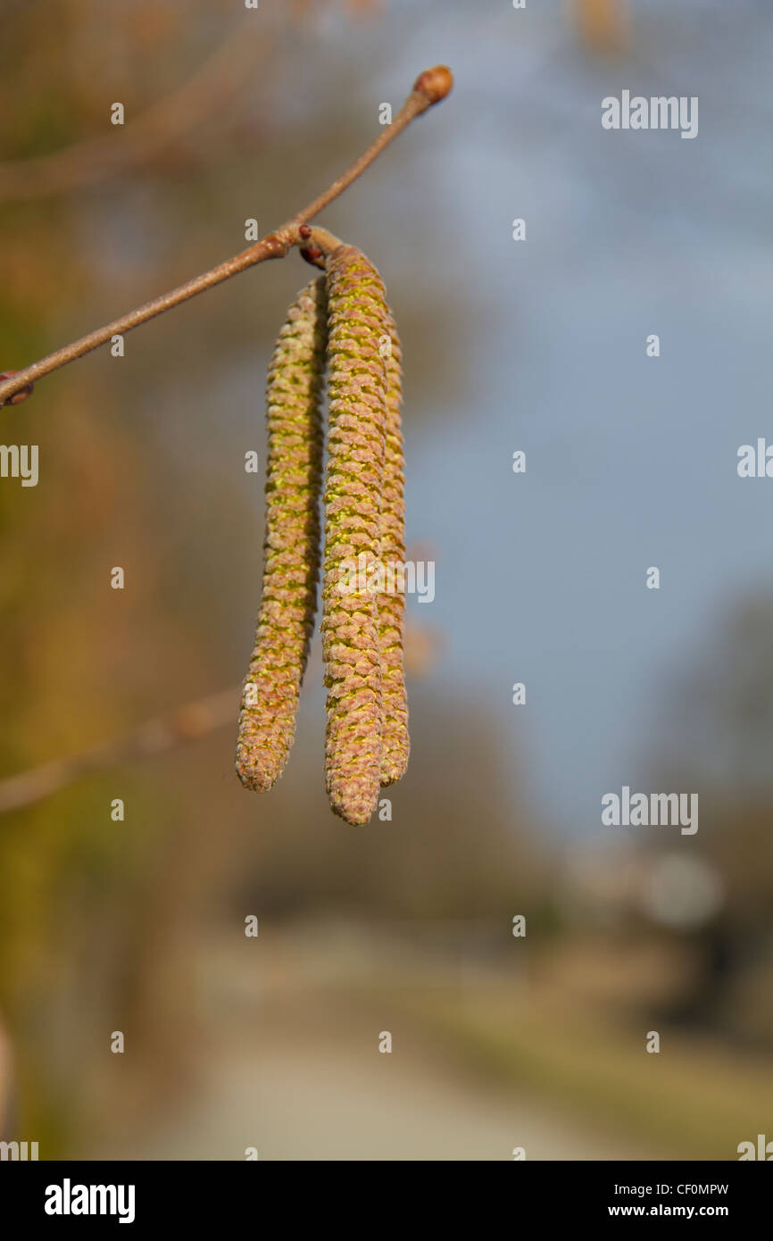 seed announcing spring Stock Photo - Alamy