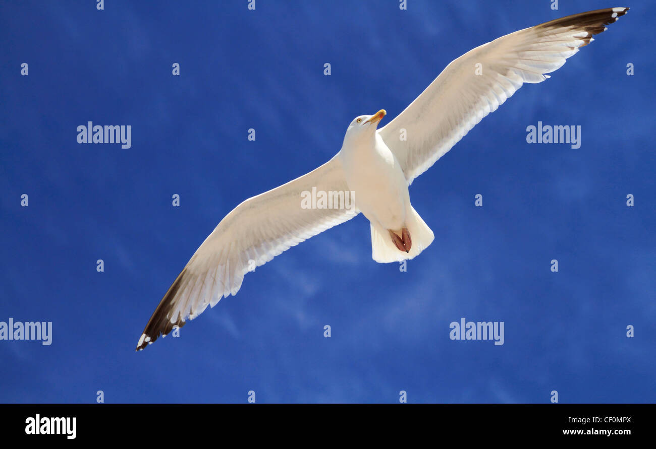 Single seagull in flight gliding against a deep blue sky Stock Photo ...
