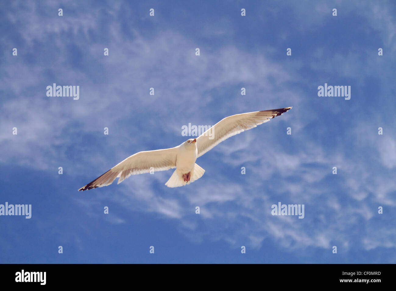 Seagull gliding in the wind with a blue sky in the background Stock ...