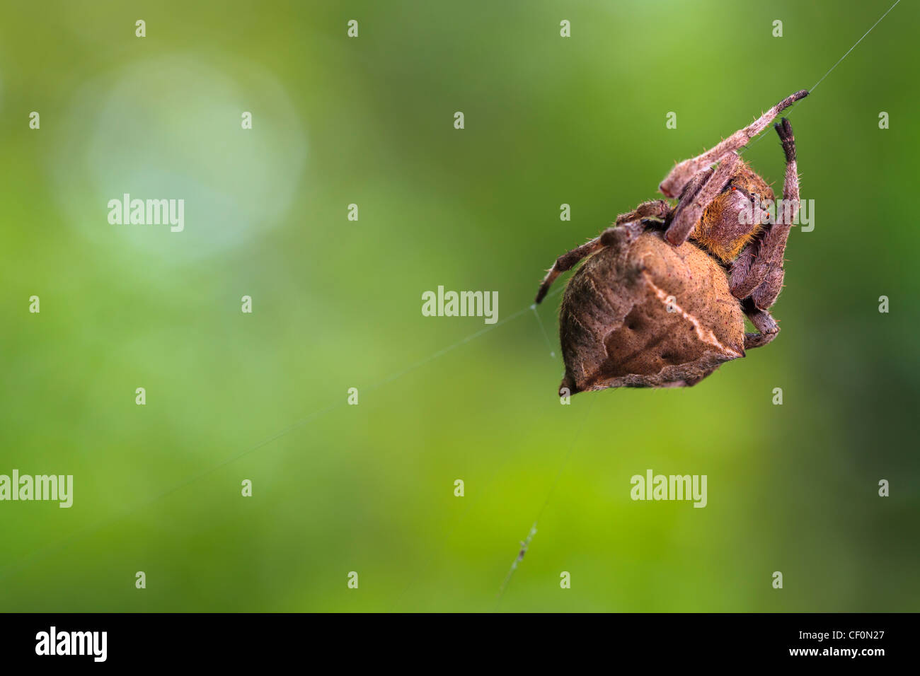 Spider on web. Cat Tien National Park. Vietnam Stock Photo - Alamy