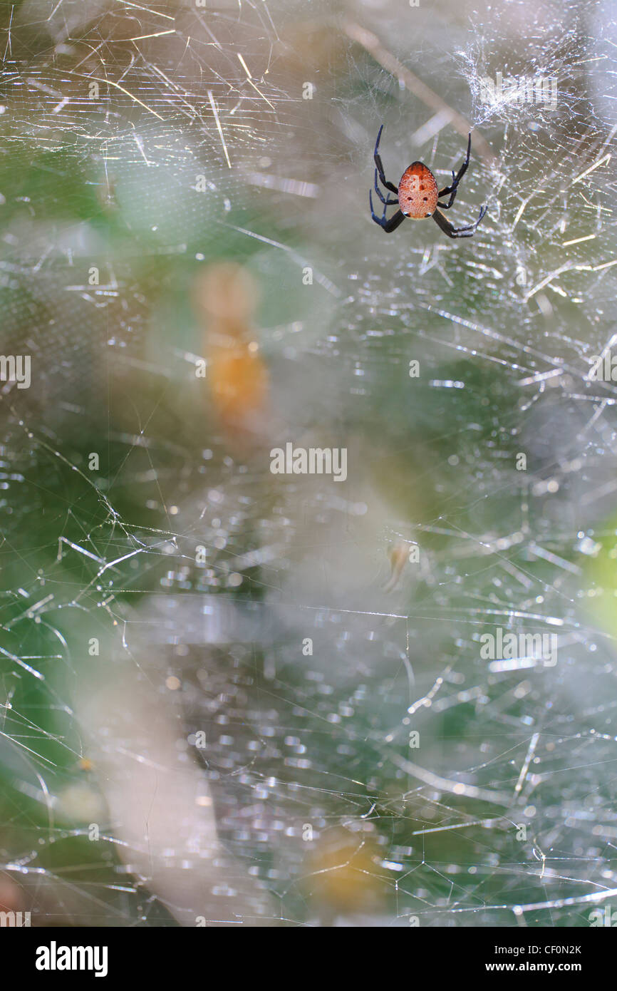 Spiders of southeast asia hi-res stock photography and images - Alamy