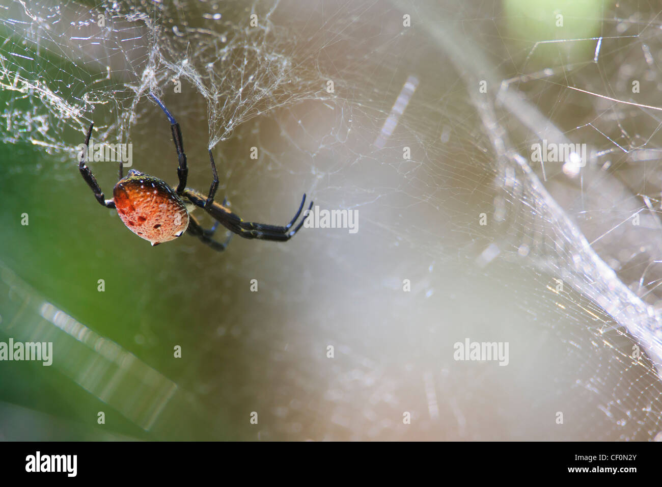 Spider on web. Bach Ma National Park. Vietnam Stock Photo - Alamy