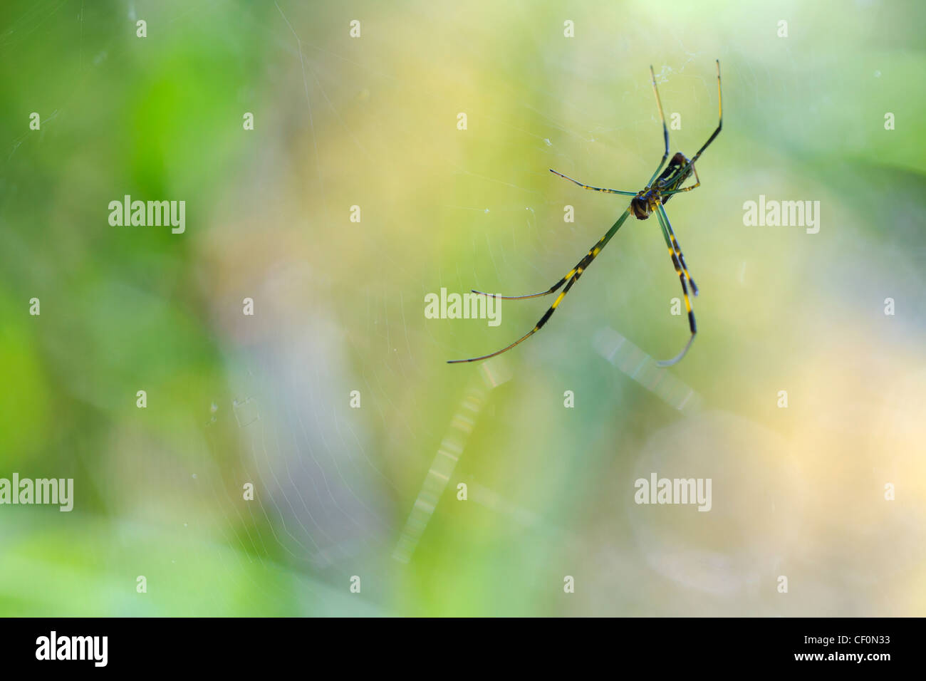 Vietnam Spider High Resolution Stock Photography and Images - Alamy