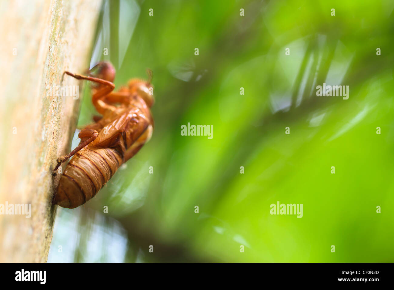 Cicada nymphal case fixed in a tree trunk. Cat Tien National Park ...