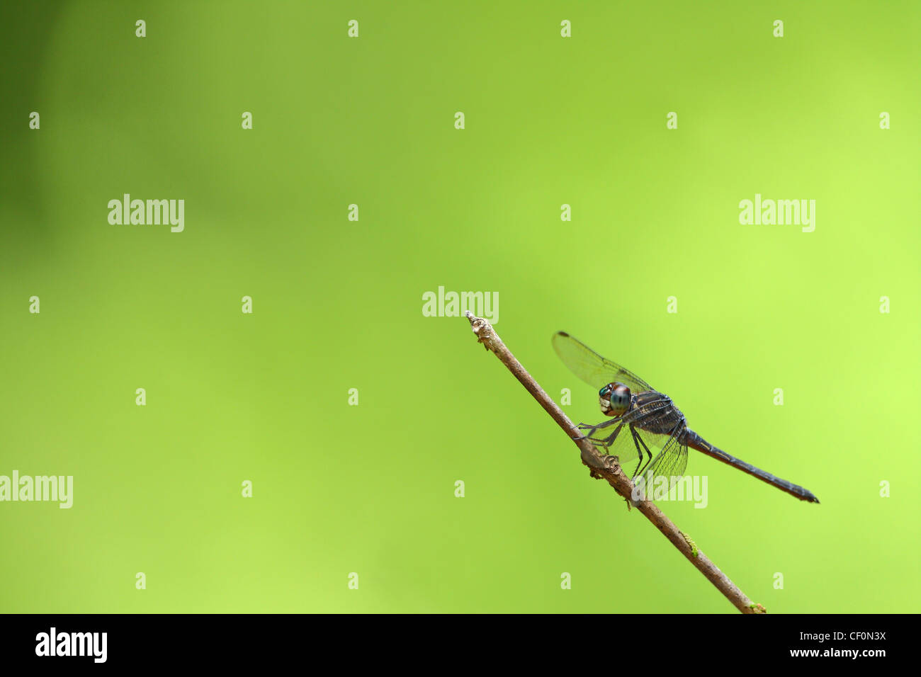 Dragonfly insect insects hi-res stock photography and images - Alamy