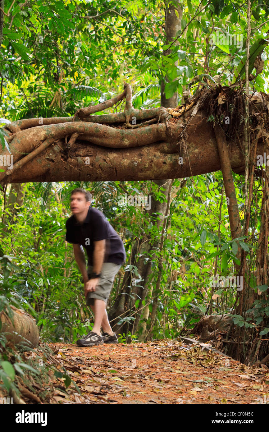 A giant tree root lies across the path of the walking track around Lake ...