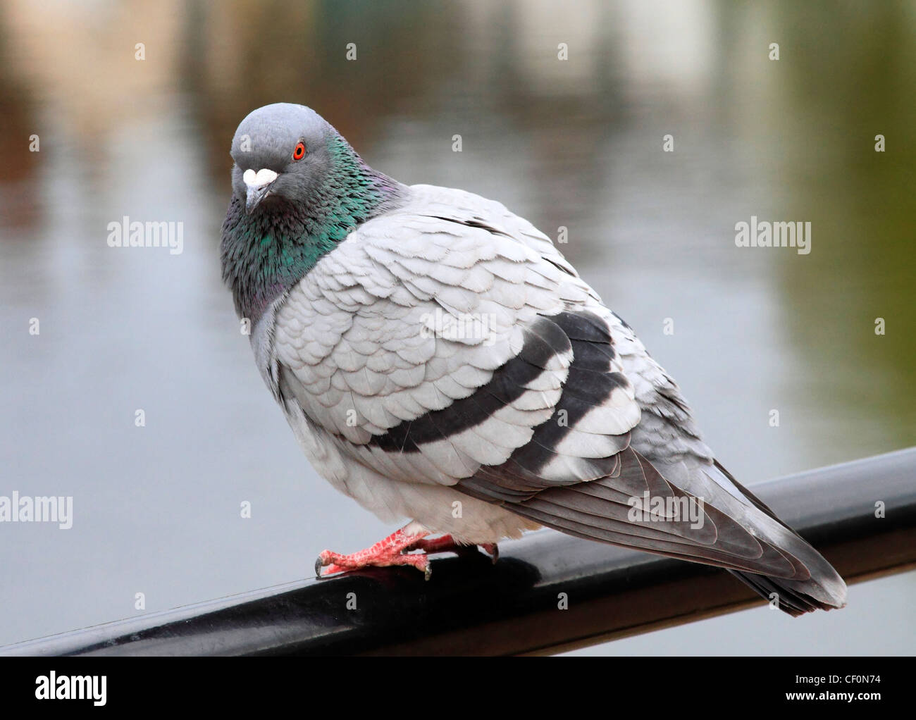 Rock Dove (Columbidae Livia) perched on a railing at Bewdley ...