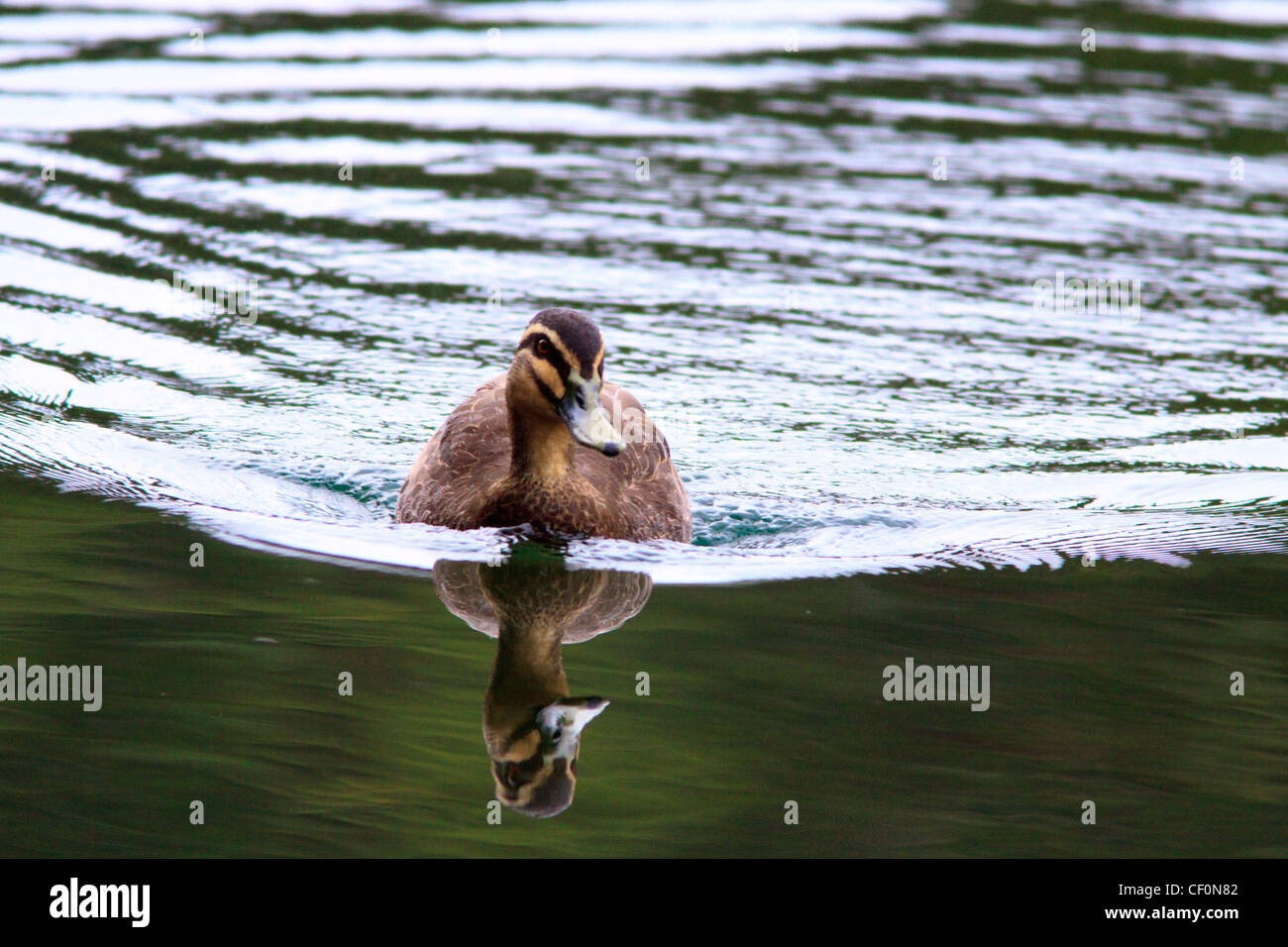 A duck creates a wake on the emerald waters of Lake Eacham, far north ...