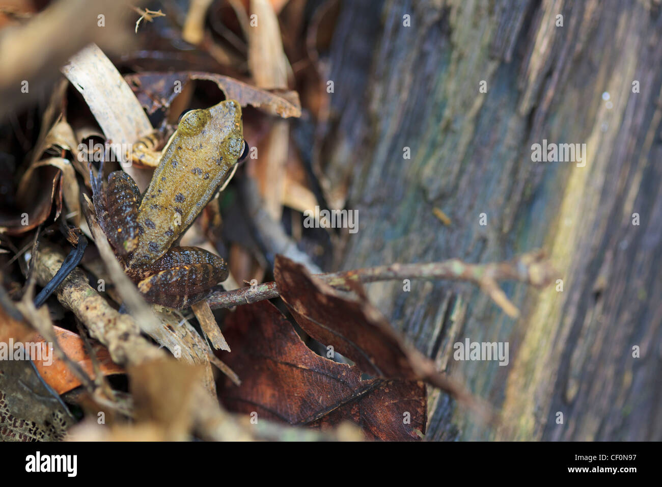 Camouflage frog frogs hylarana hi-res stock photography and images - Alamy