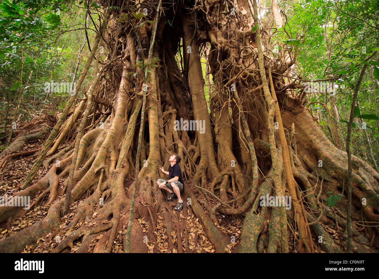 Giant rainforest tree hi-res stock photography and images - Alamy