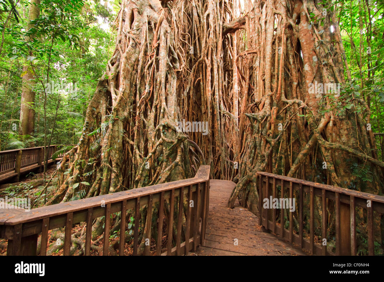 The giant fig tree on the Atherton Tablelands is a popular tourist ...