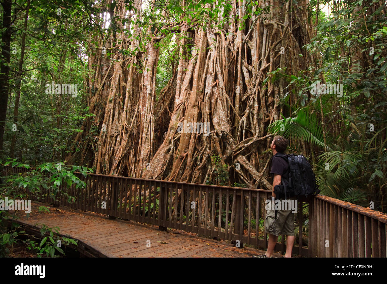 Giant fig tree hi-res stock photography and images - Alamy