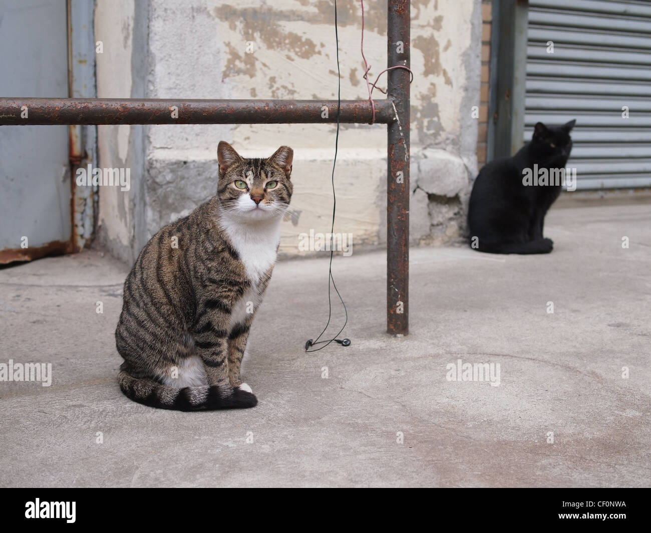 Brooklyn cat hi-res stock photography and images - Alamy