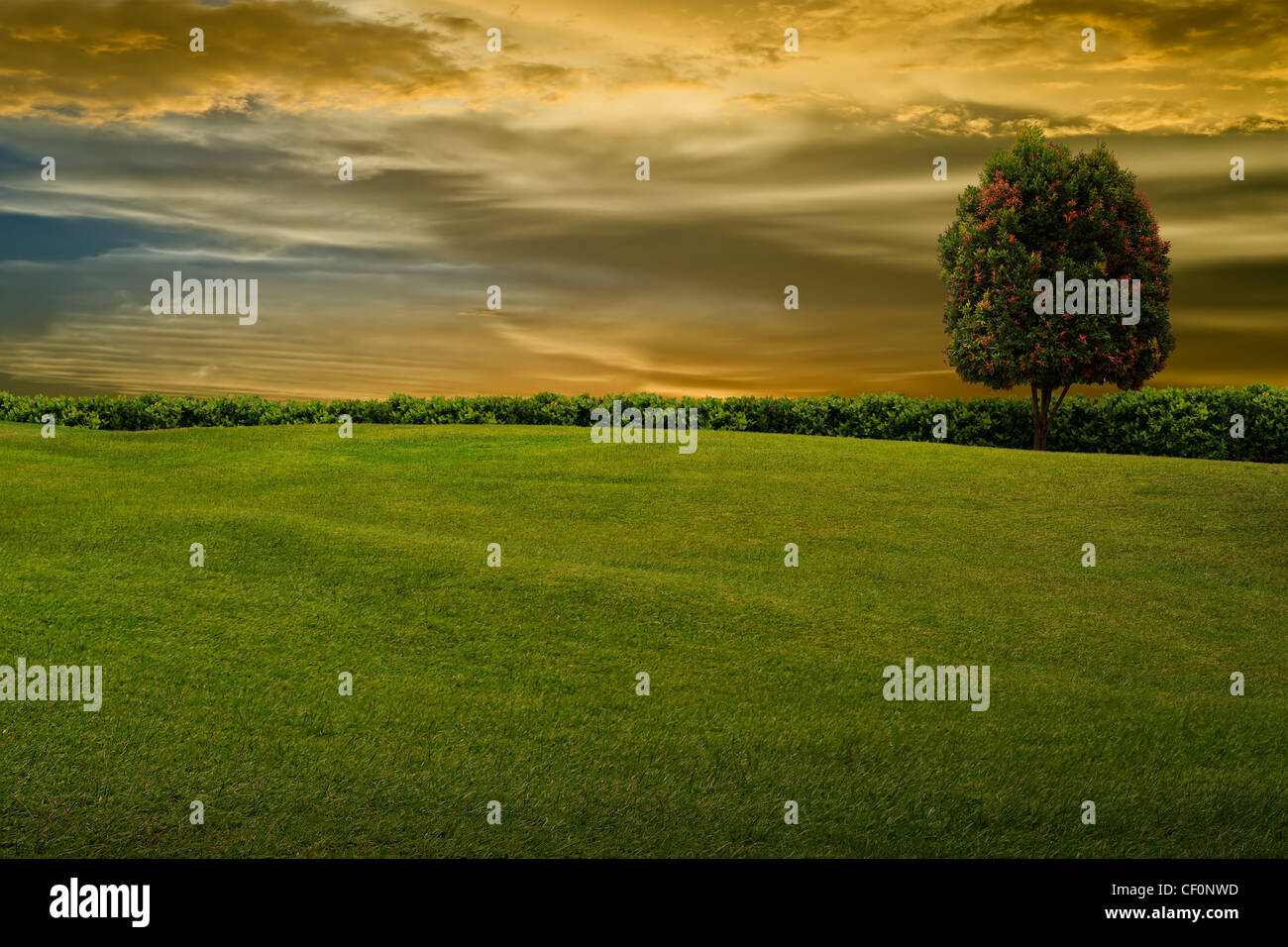 Grass field and tree on evening sky Stock Photo - Alamy