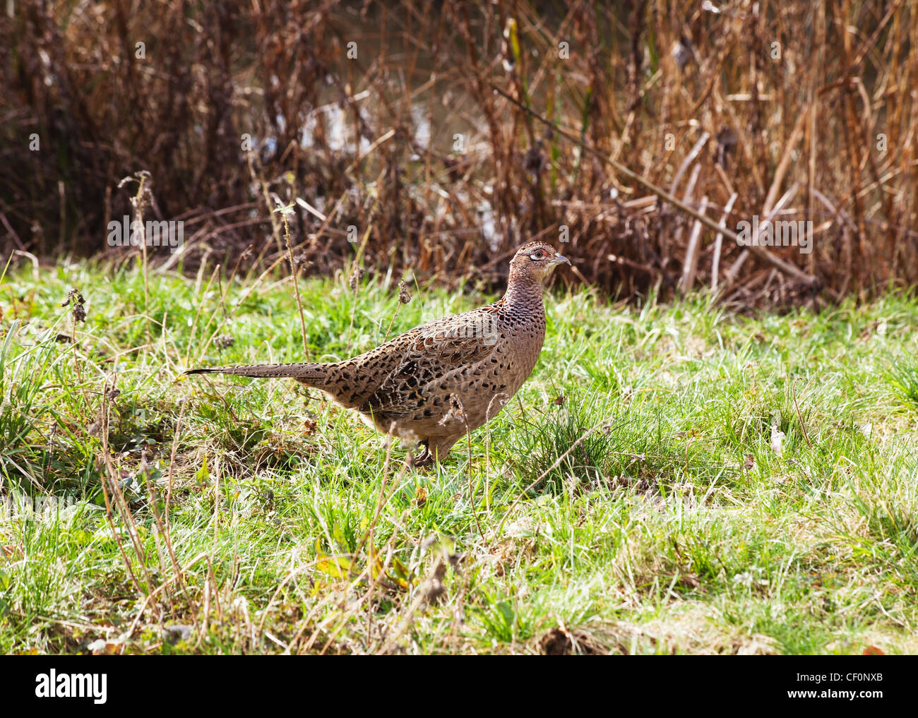Ringneck Pheasants Hen