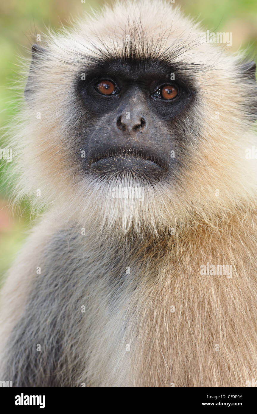 Indian Langur ( Common Langur Stock Photo - Alamy