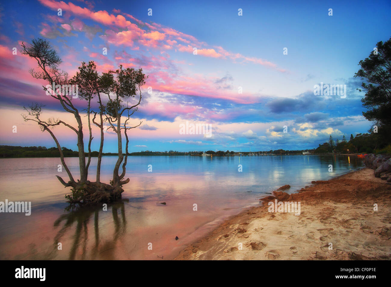 beautiful sunset over a lone mangrove at yamba Stock Photo - Alamy