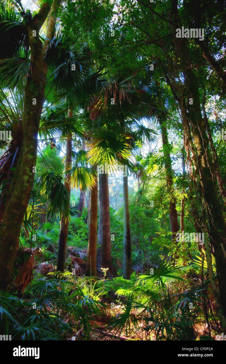 some beautiful trees in the rain forest Stock Photo - Alamy