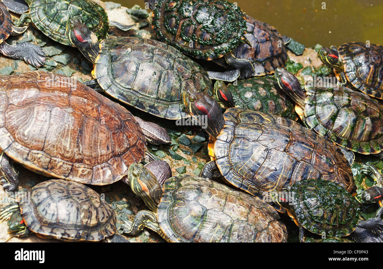 Tortoises in its shell hi-res stock photography and images - Alamy