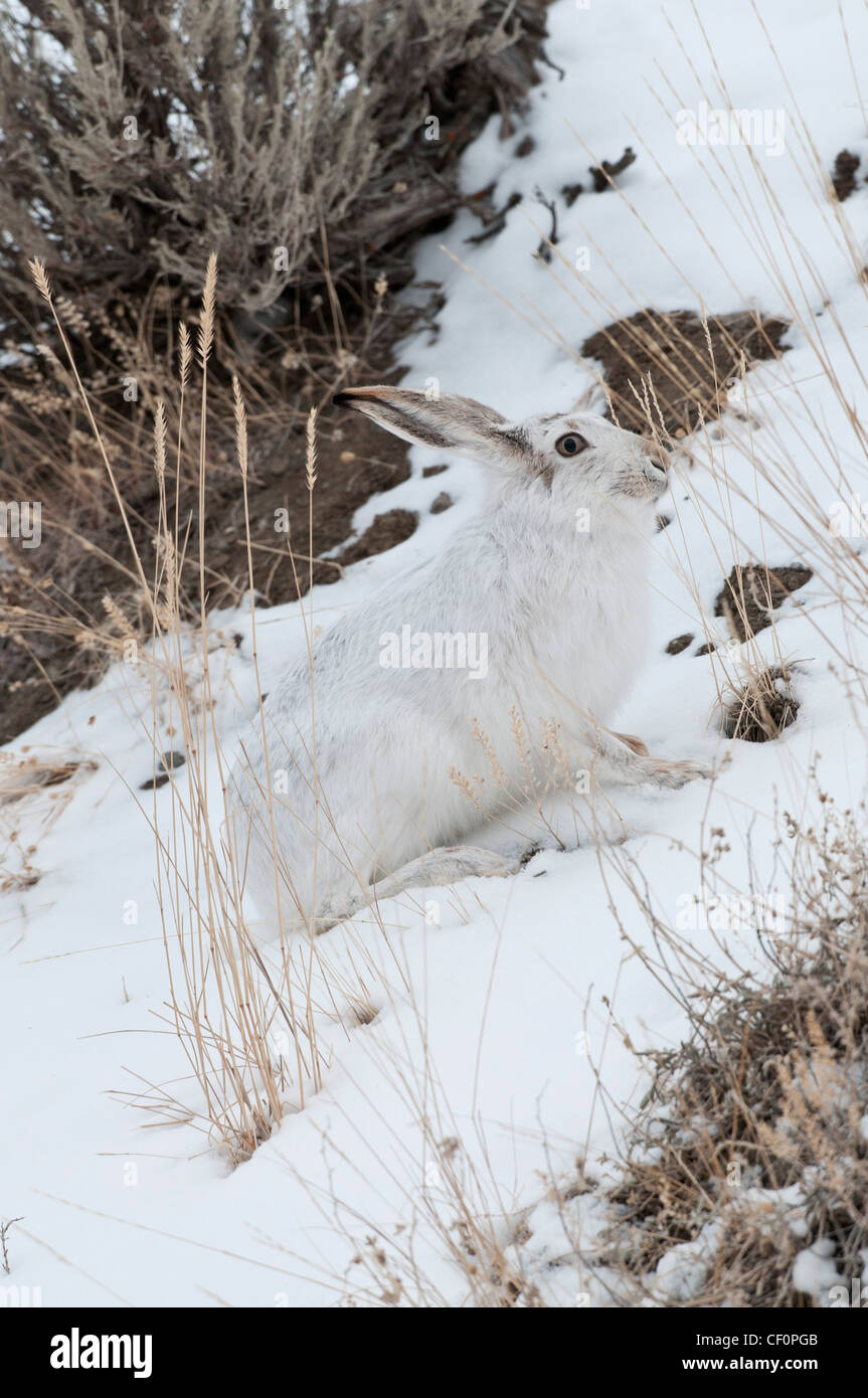 White tailed jackrabbit snow winter hi-res stock photography and images ...