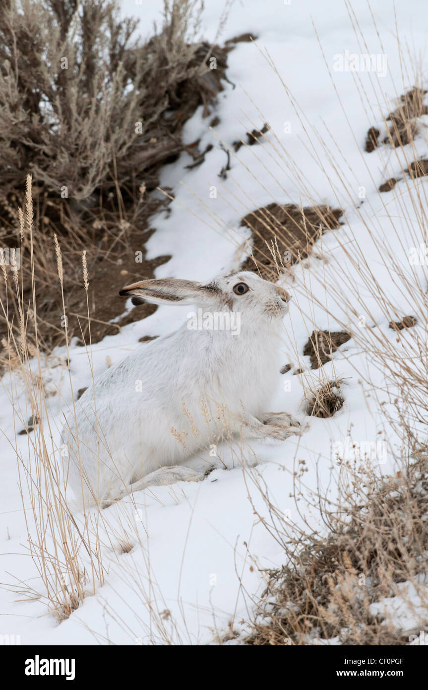 White tailed jackrabbit snow winter hi-res stock photography and images ...