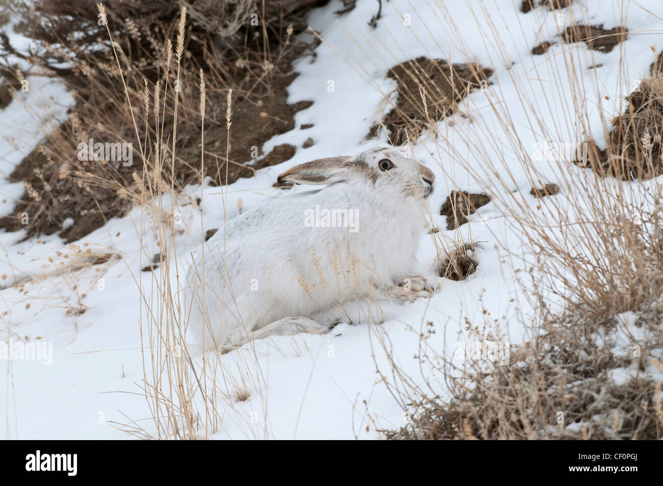 Stock photo of a white-tailed jackrabbit in winter pelage Stock Photo ...