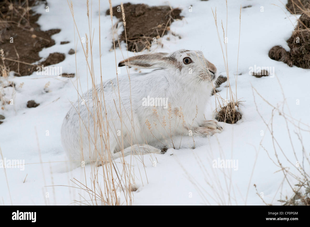 White tailed jackrabbit hi-res stock photography and images - Alamy