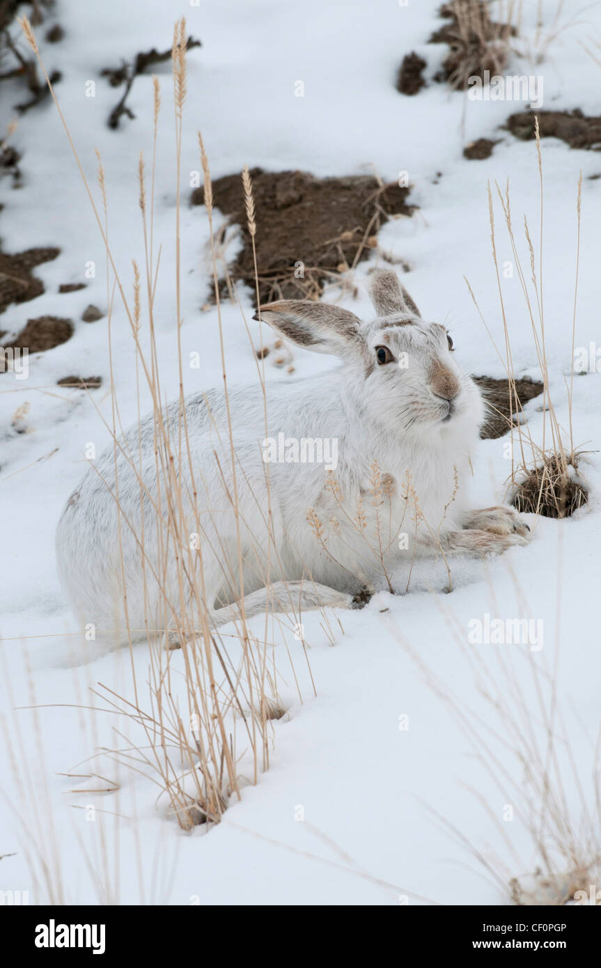 White tailed jackrabbit snow winter hi-res stock photography and images ...