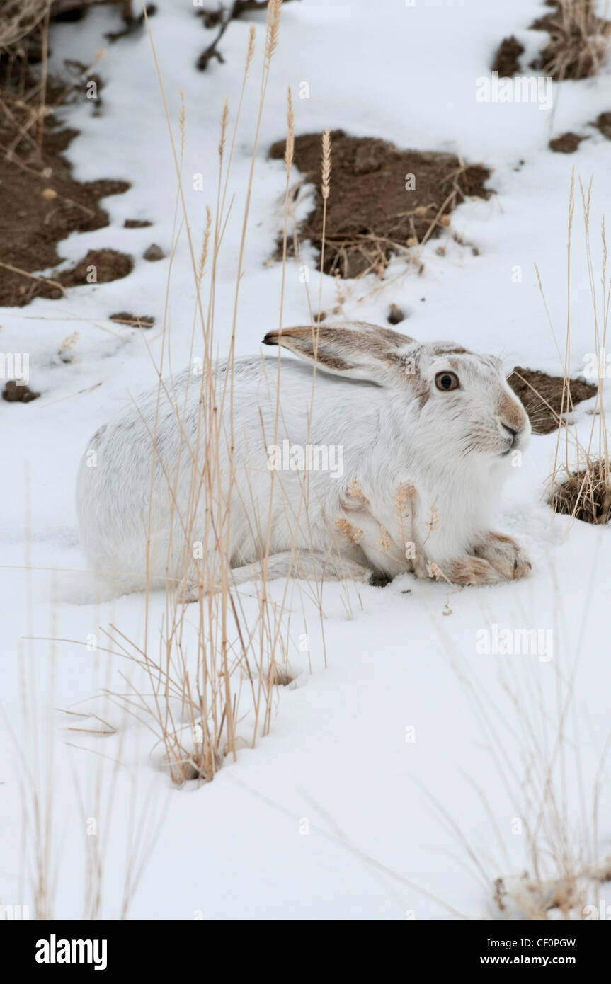 White tailed jackrabbit snow winter hi-res stock photography and images ...