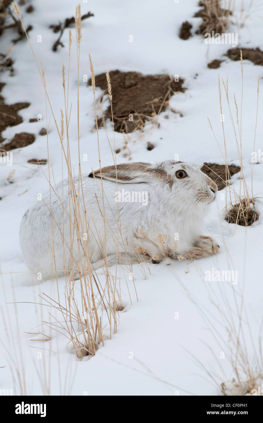Stock photo of a white-tailed jackrabbit in winter pelage Stock Photo ...