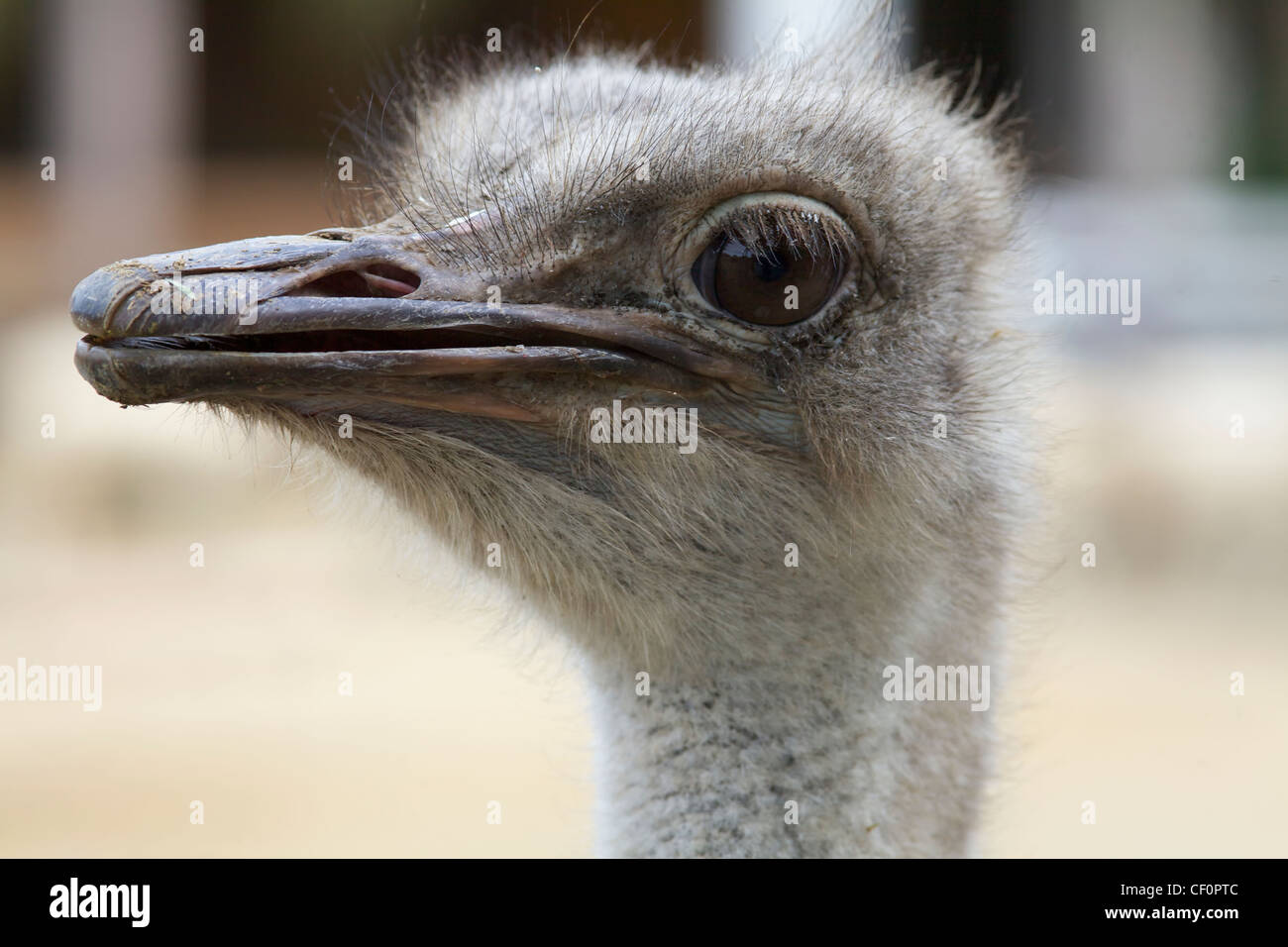 Alive ostrich hi-res stock photography and images - Alamy
