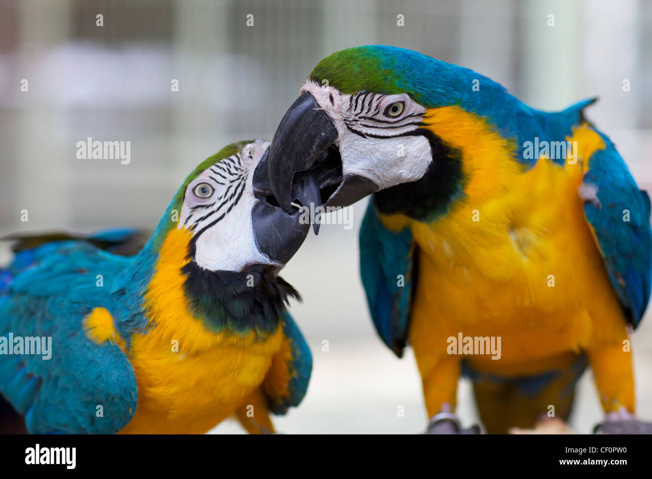 Two macaw hi-res stock photography and images - Alamy