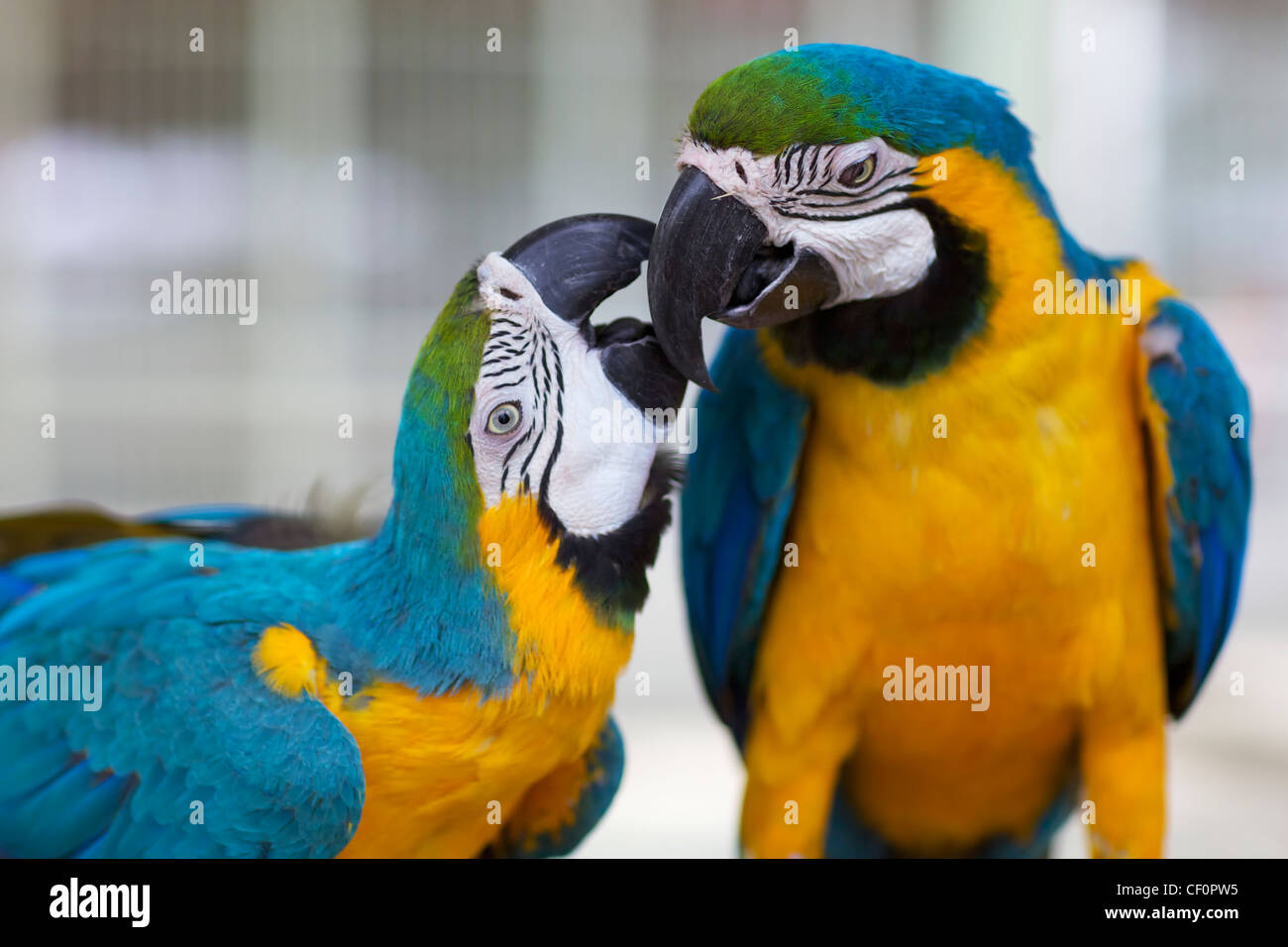 Two Macaw Parrots Stock Photo - Alamy