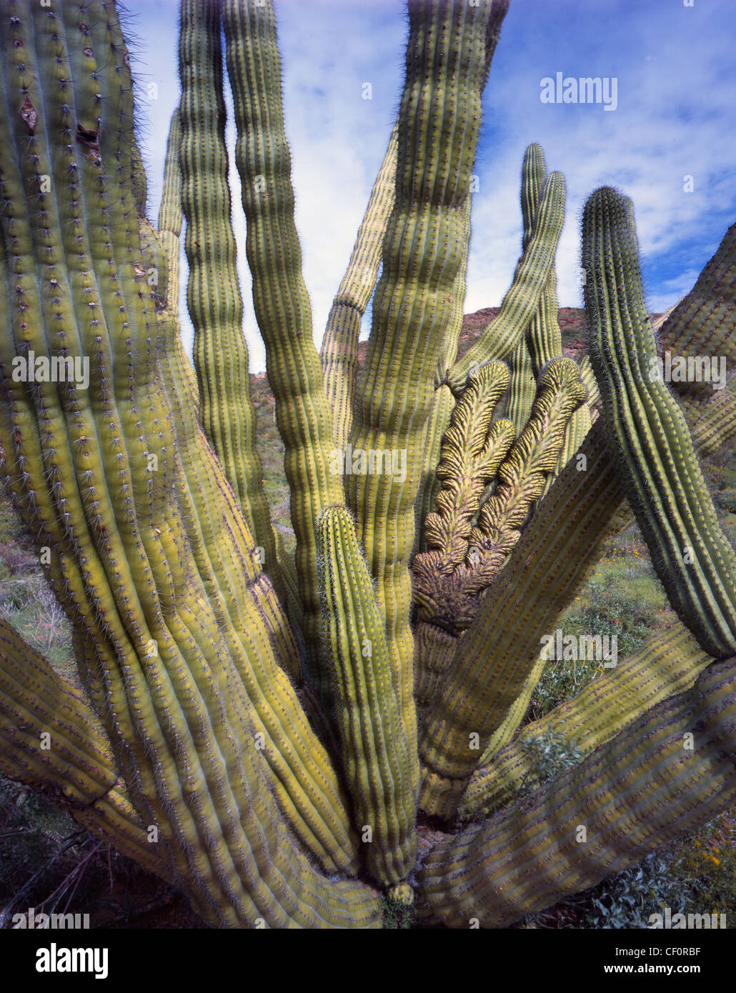 Cacti in organ pipe cactus hi-res stock photography and images - Alamy