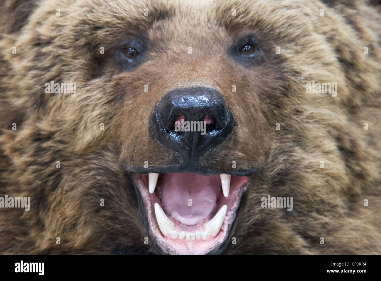 Enraged brown bear closeup Stock Photo - Alamy