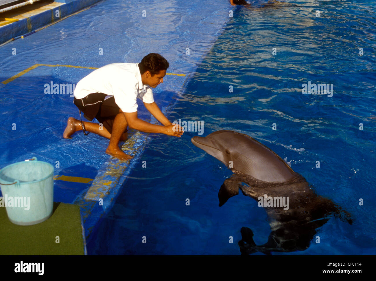 1, one, Mexican man, animal trainer, training dolphin, dolphin ...