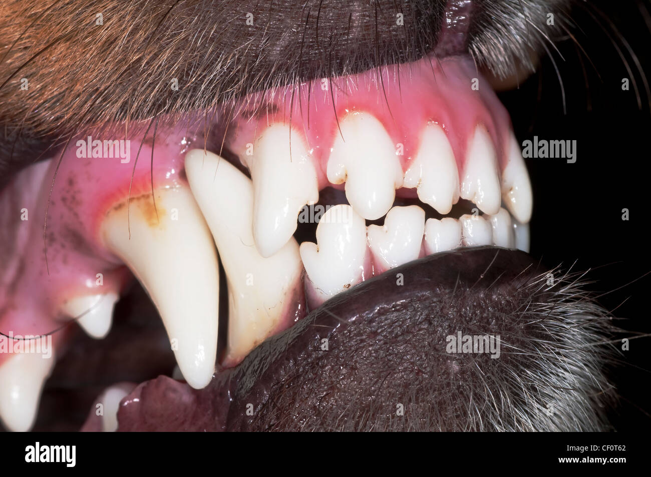 Dog Teeth Stock Photos & Dog Teeth Stock Images - Alamy