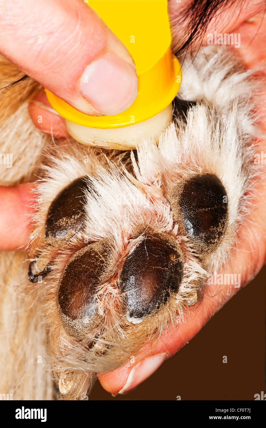 care of a dog paw Stock Photo - Alamy